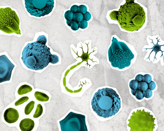 Bio Eats World: The New Science of Cell Shape | Andreessen Horowitz